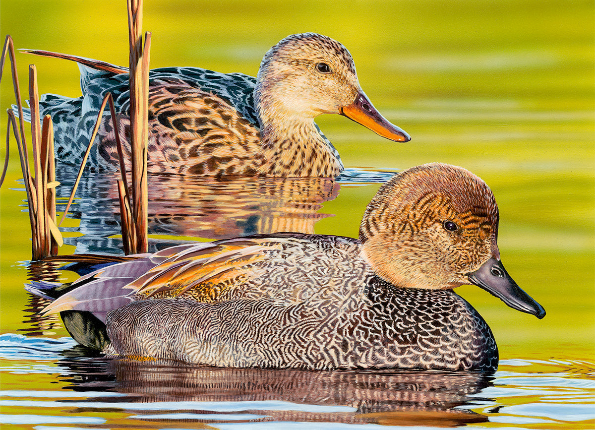 Gadwall Pair - 2021 California Duck Stamp Contest 2nd Place – Buck ...